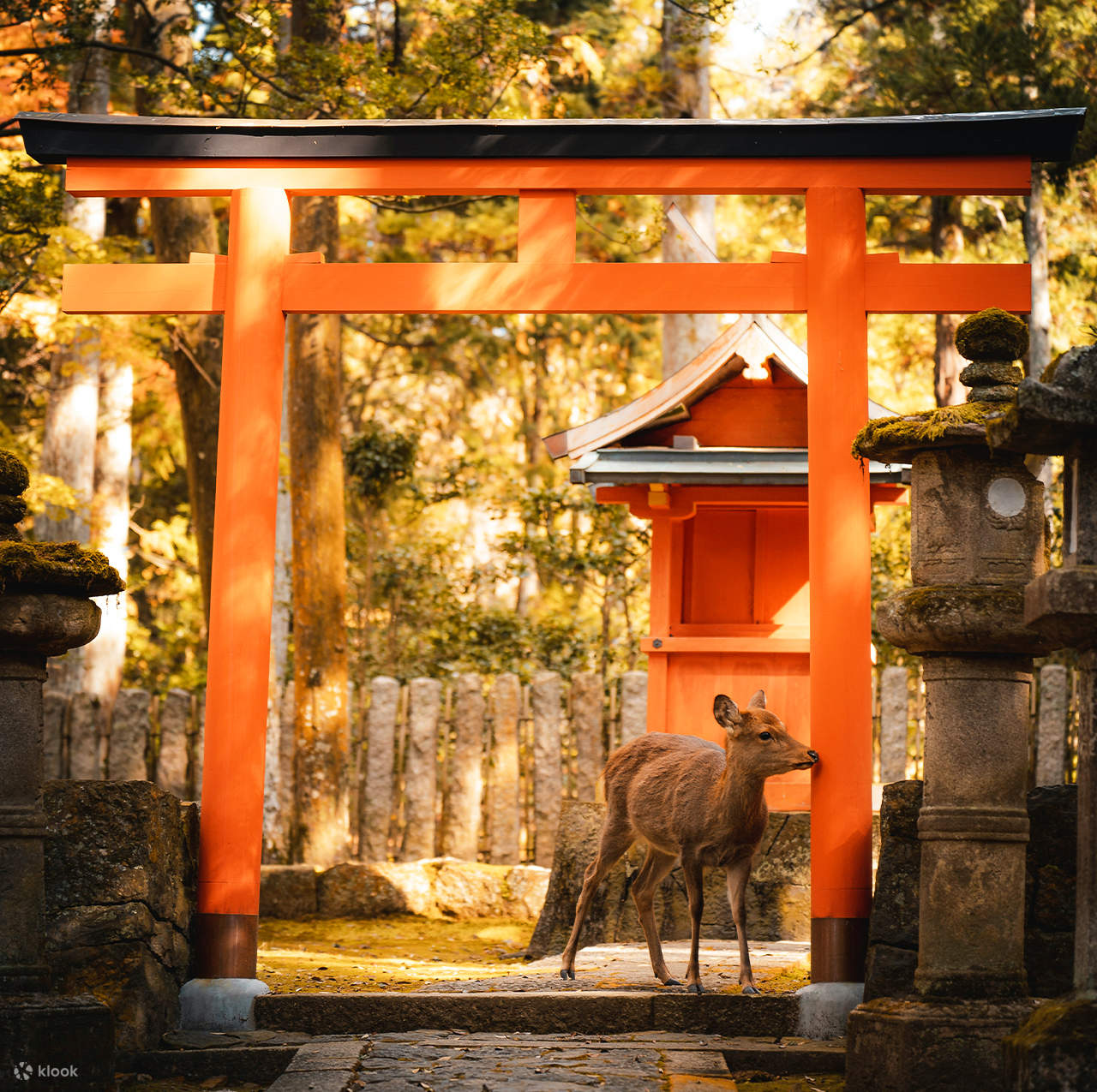 [Perjalanan satu hari ke Nara dan Uji] Kuil Byodo-in, Museum Kisah ...